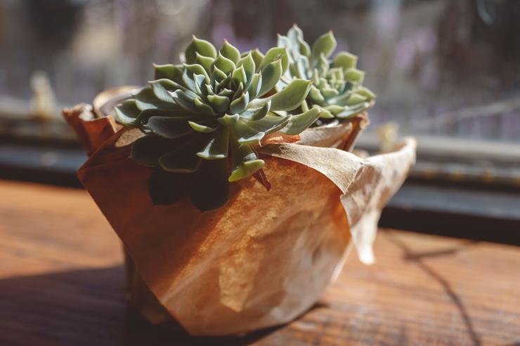 Indoor Succulent Care: 10 Beginner Tips in 2024 – Succulent Passion